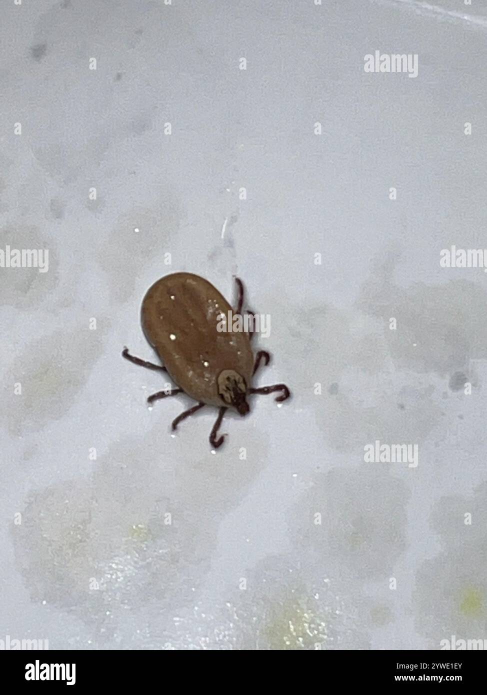 American Dog Tick (Dermacentor variabilis Stock Photo - Alamy