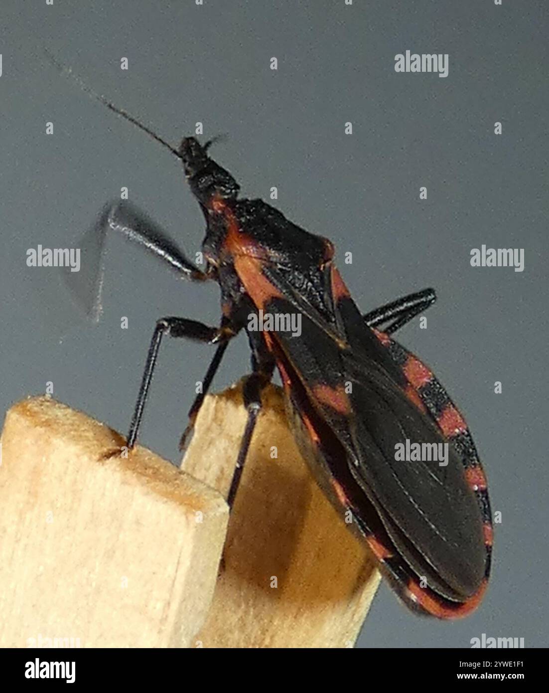 Eastern Bloodsucking Conenose (Triatoma sanguisuga Stock Photo - Alamy