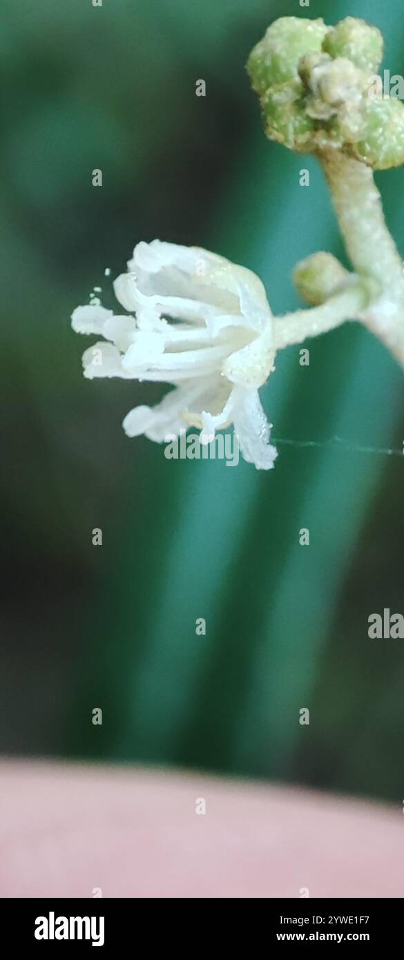 pineland croton (Croton linearis Stock Photo - Alamy