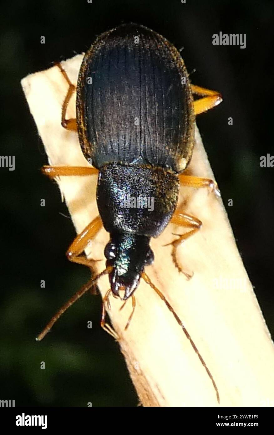 Vivid Metallic Ground Beetles (Chlaenius Stock Photo - Alamy