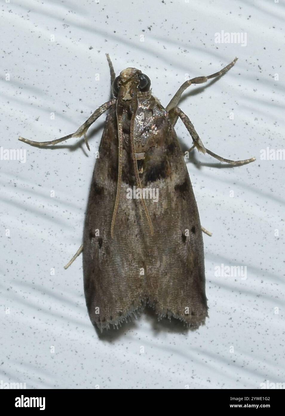 Knot-horn Moths (Phycitinae Stock Photo - Alamy