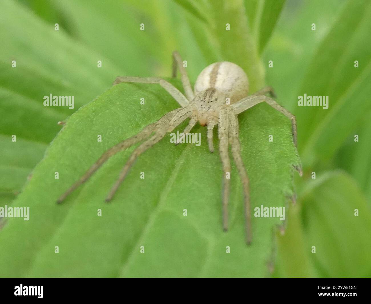 Slender Crab Spiders (Tibellus Stock Photo - Alamy