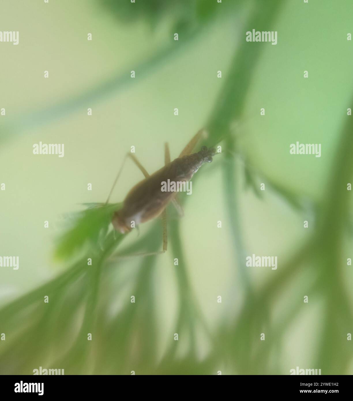 Common Damsel Bug (Nabis rugosus Stock Photo - Alamy