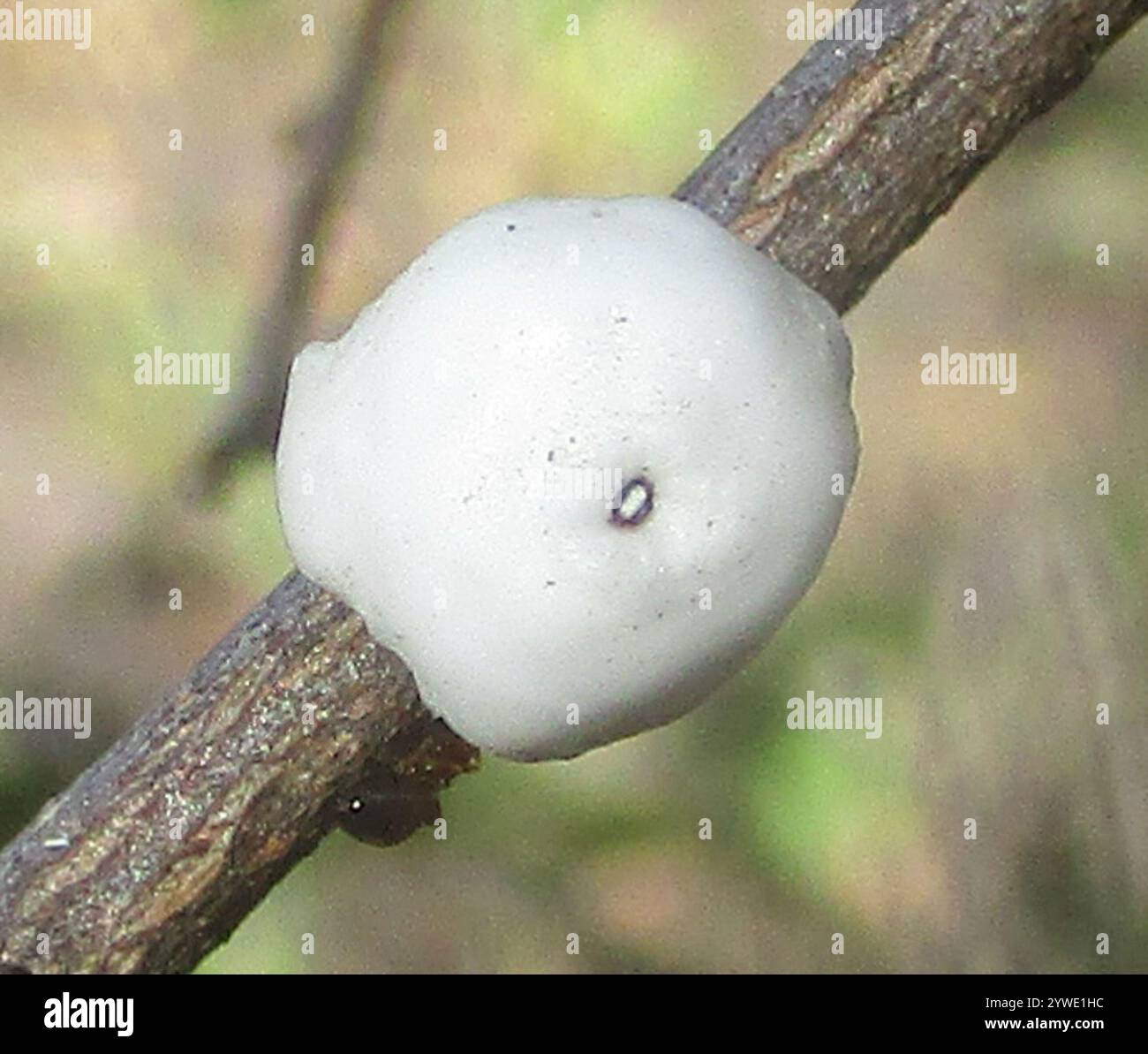 Wax Scales (Ceroplastes Stock Photo - Alamy