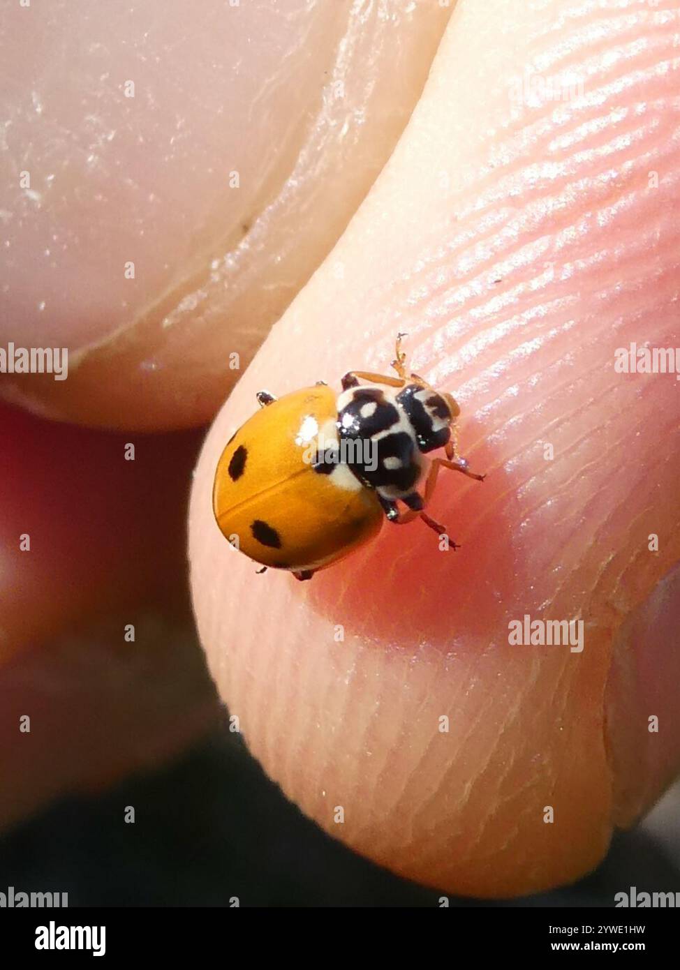 Variegated Lady Beetle (Hippodamia variegata Stock Photo - Alamy