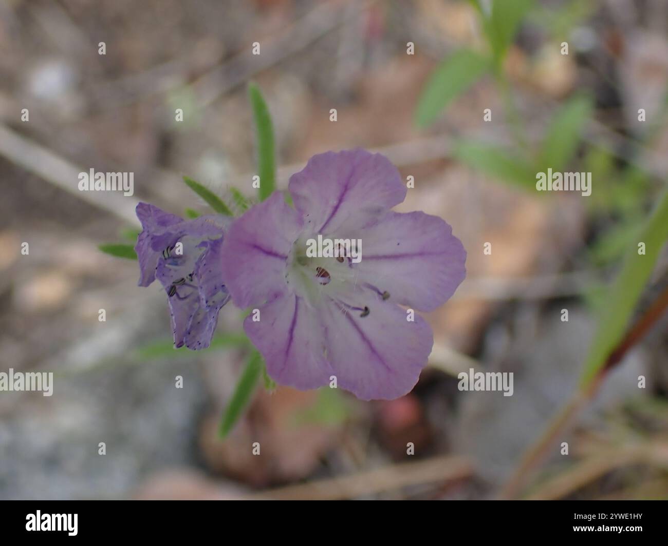 Linearleaf Phacelia (Phacelia linearis Stock Photo - Alamy