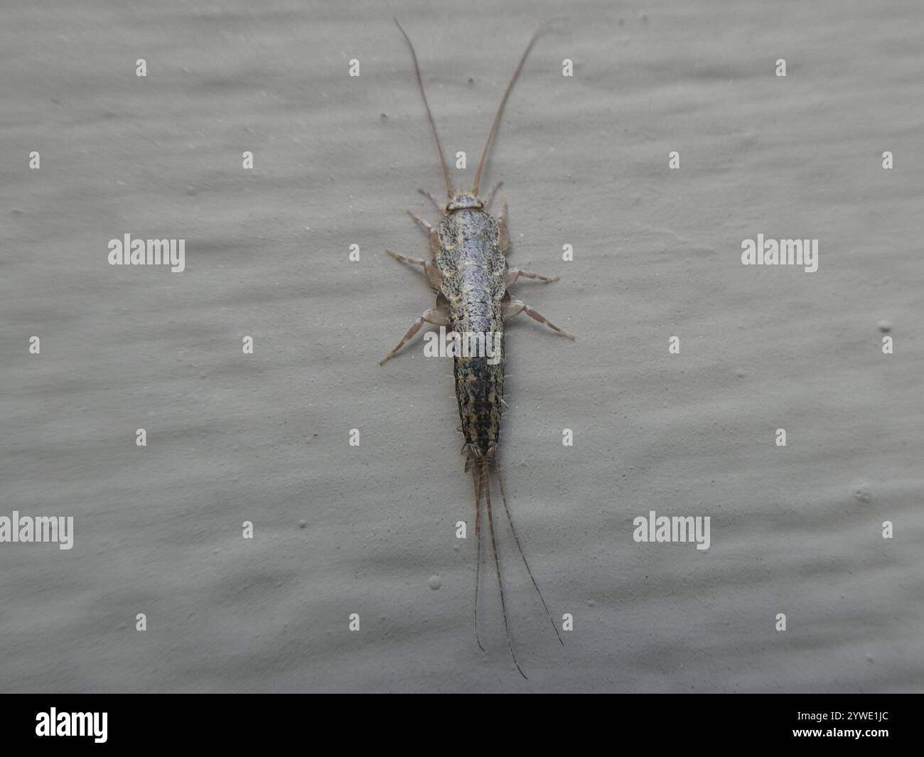 Four-lined Silverfish (Ctenolepisma lineatum Stock Photo - Alamy