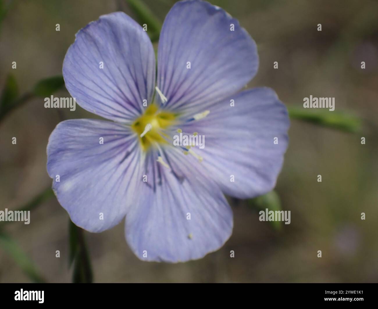 Lewis flax (Linum lewisii Stock Photo - Alamy