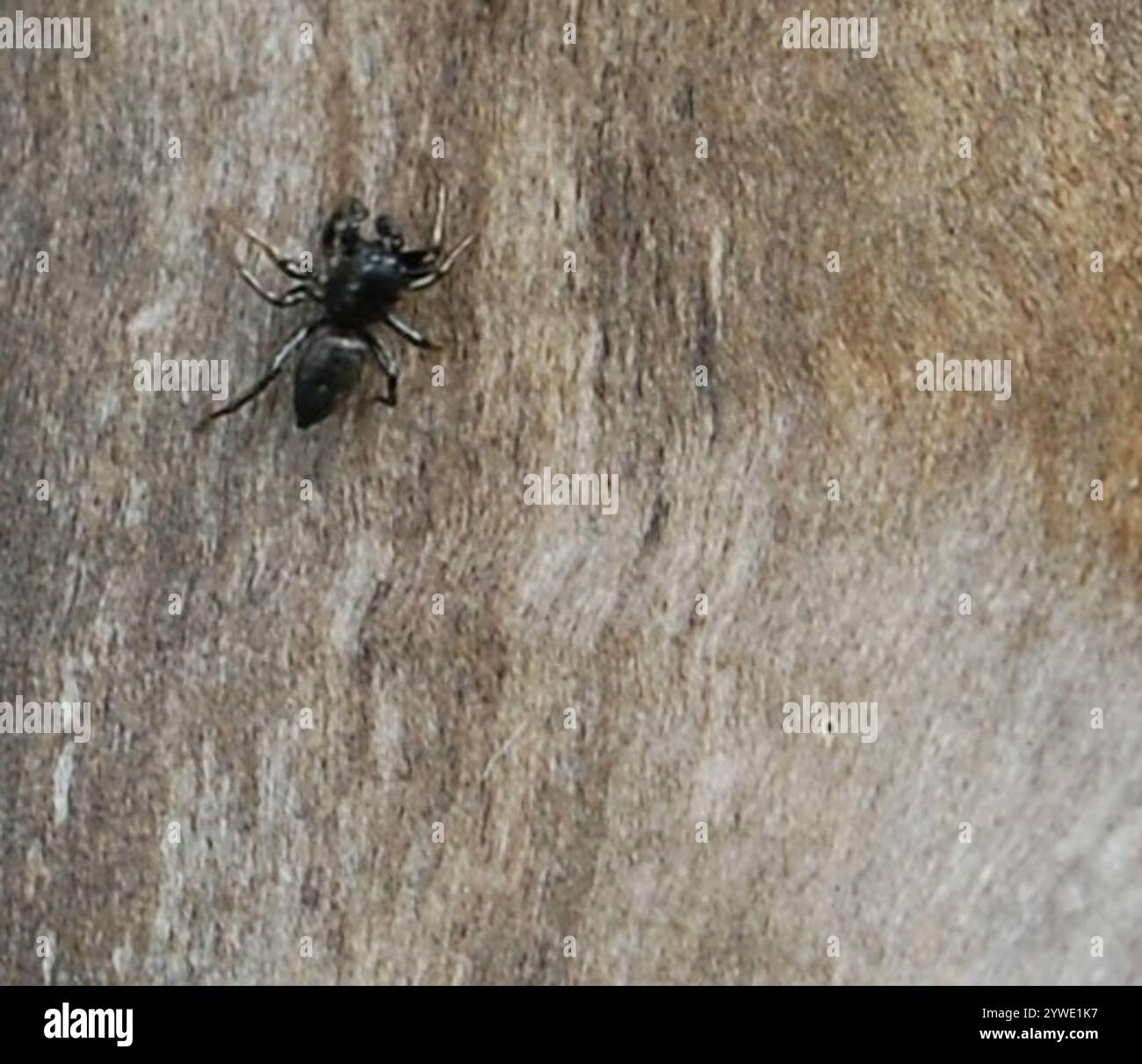 Copper Sun Jumper (Heliophanus cupreus Stock Photo - Alamy