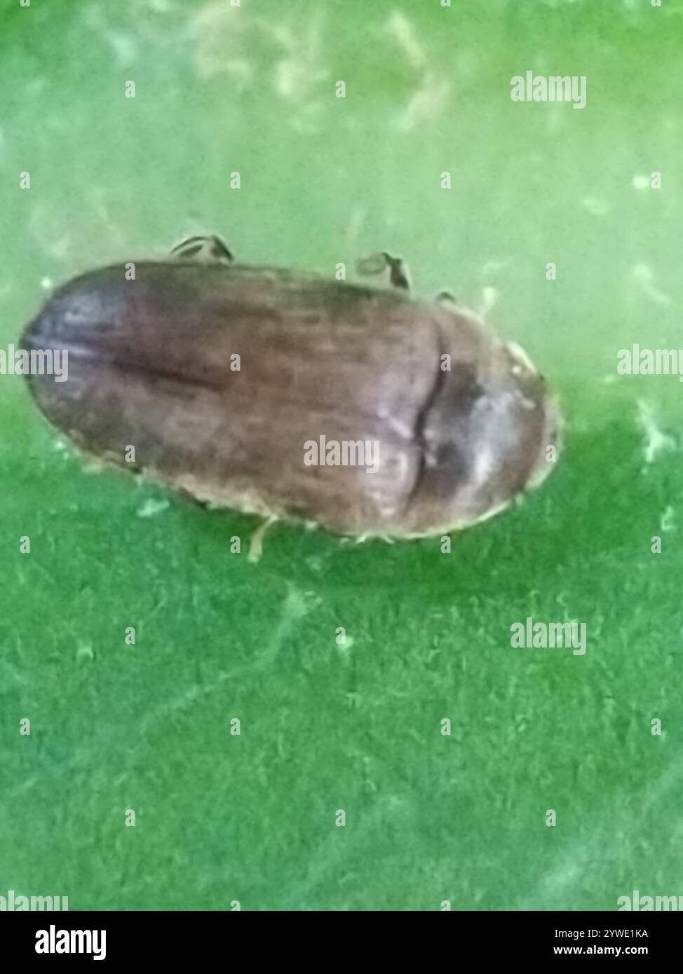 False click beetles hi-res stock photography and images - Alamy