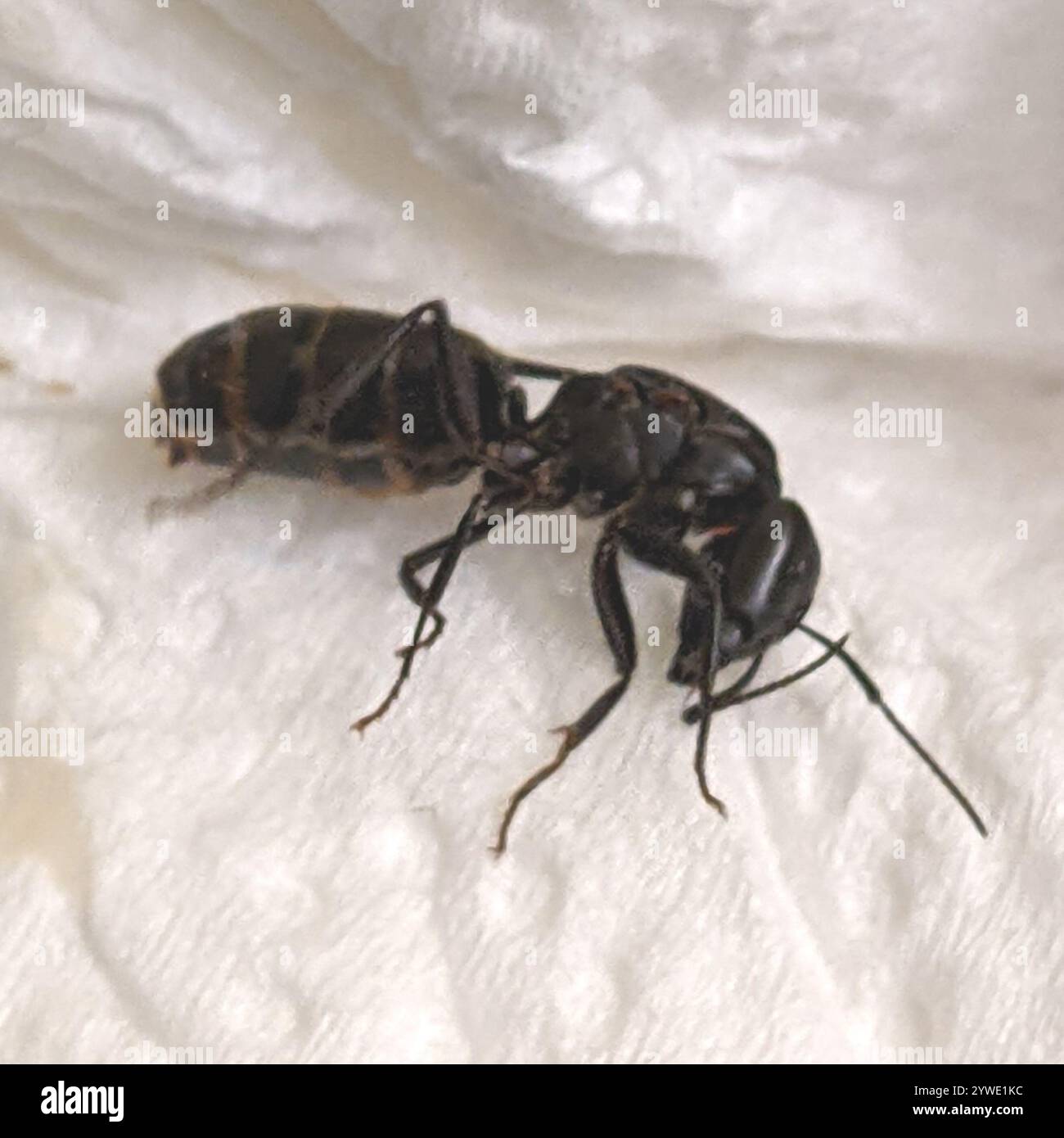 Eastern Black Carpenter Ant (Camponotus pennsylvanicus Stock Photo - Alamy