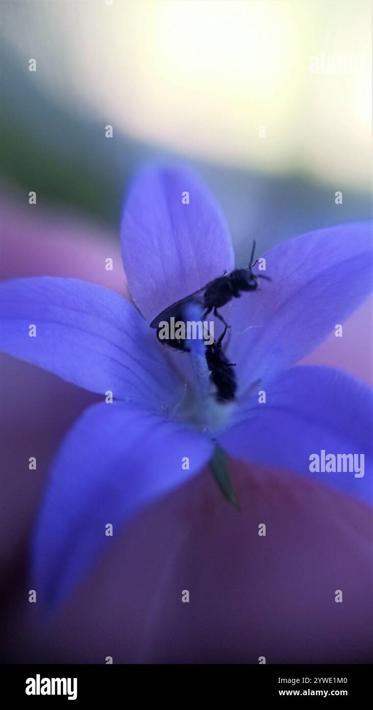 Scissor Bees (Chelostoma Stock Photo - Alamy