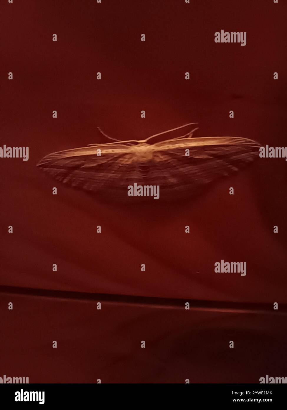 Cabbage tree moth (Epiphryne verriculata Stock Photo - Alamy