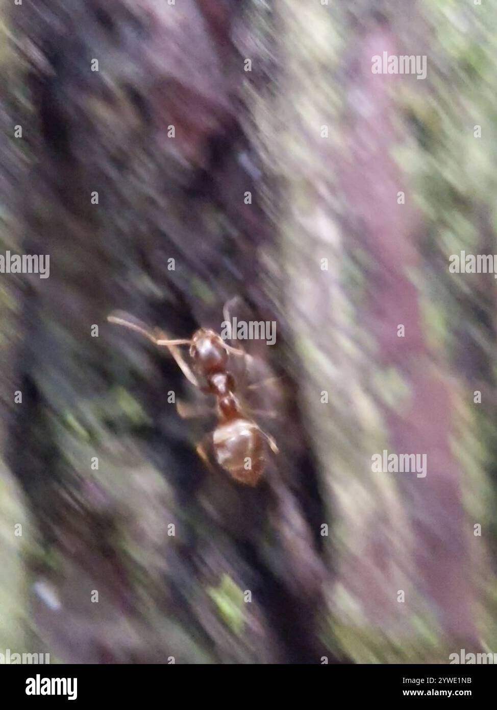 Citronella Ants, Fuzzy Ants, and Allies (Lasius Stock Photo - Alamy