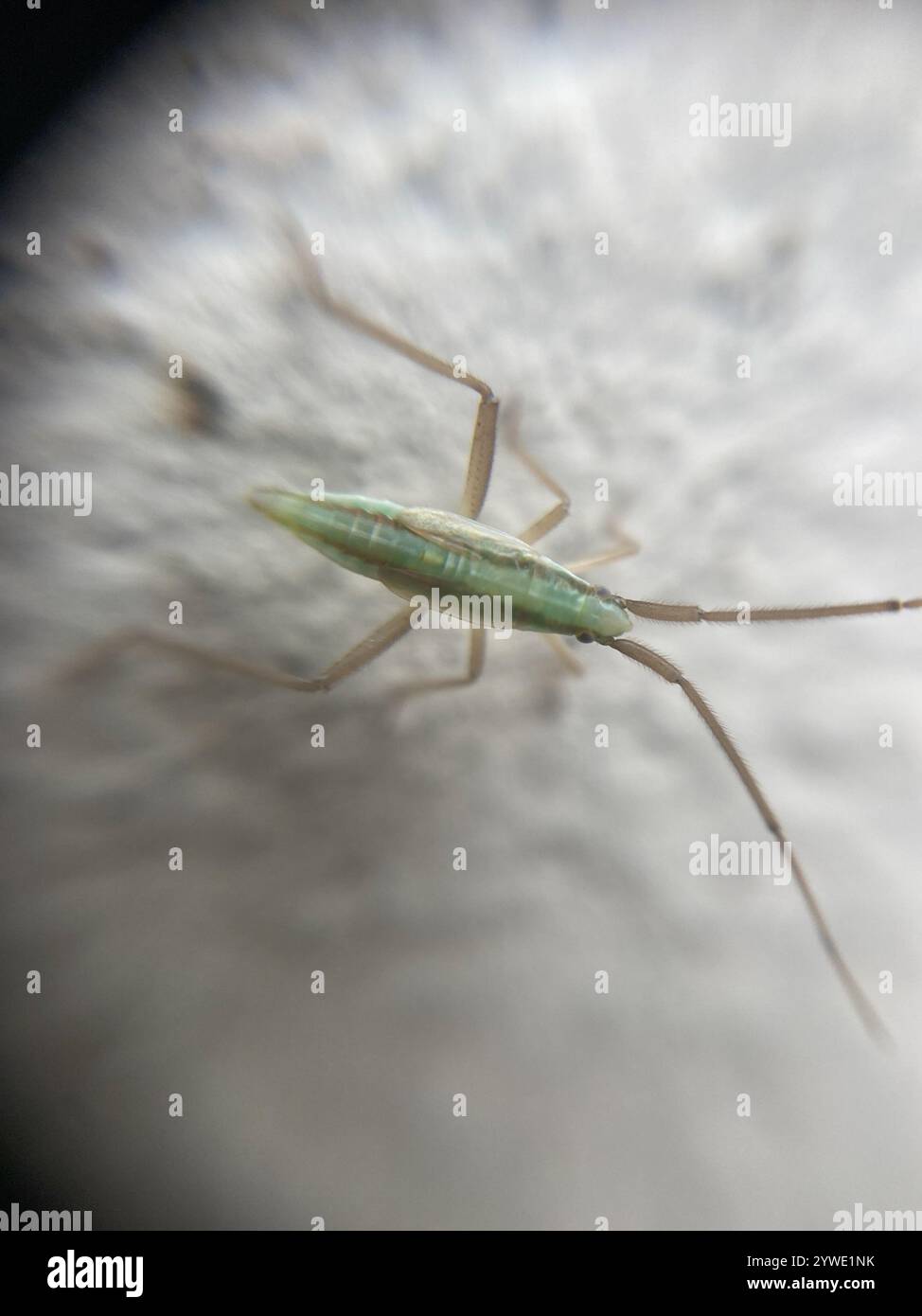 Grass bug (Stenodema laevigata Stock Photo - Alamy