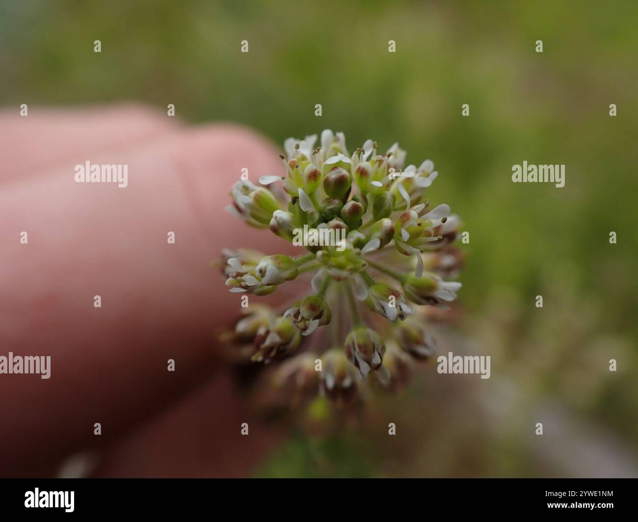 field peppergrass (Lepidium campestre Stock Photo - Alamy