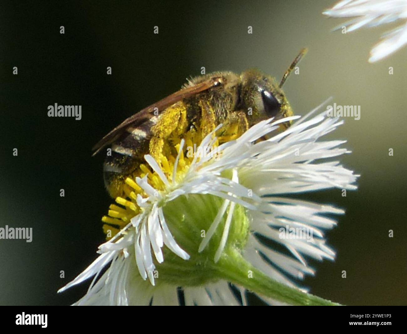 Ligated Furrow Bee (Halictus ligatus Stock Photo - Alamy