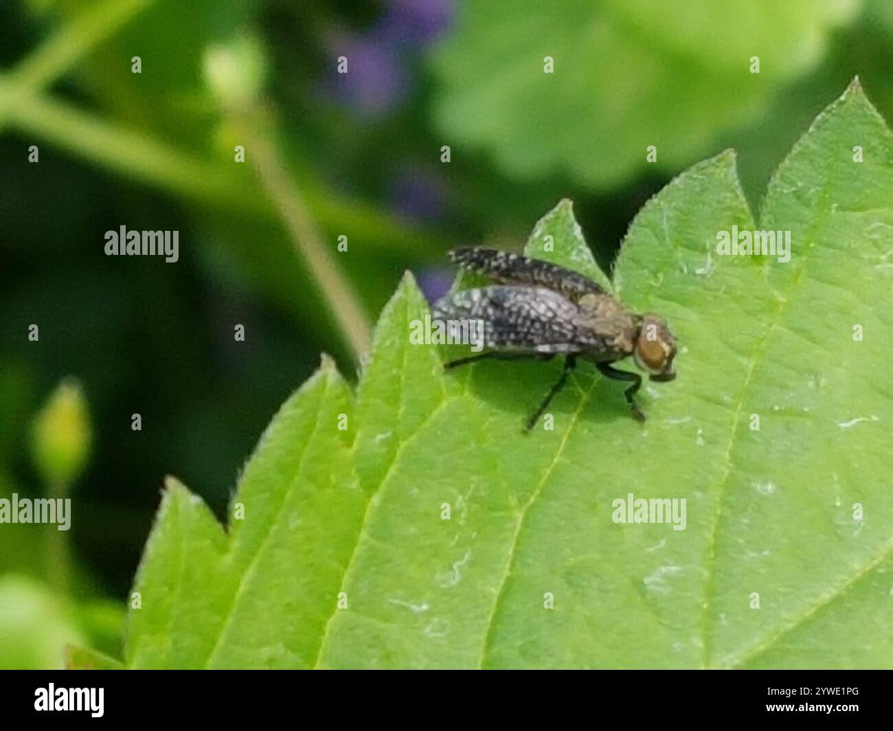 Dancing Kiss Fly (Platystoma seminationis Stock Photo - Alamy