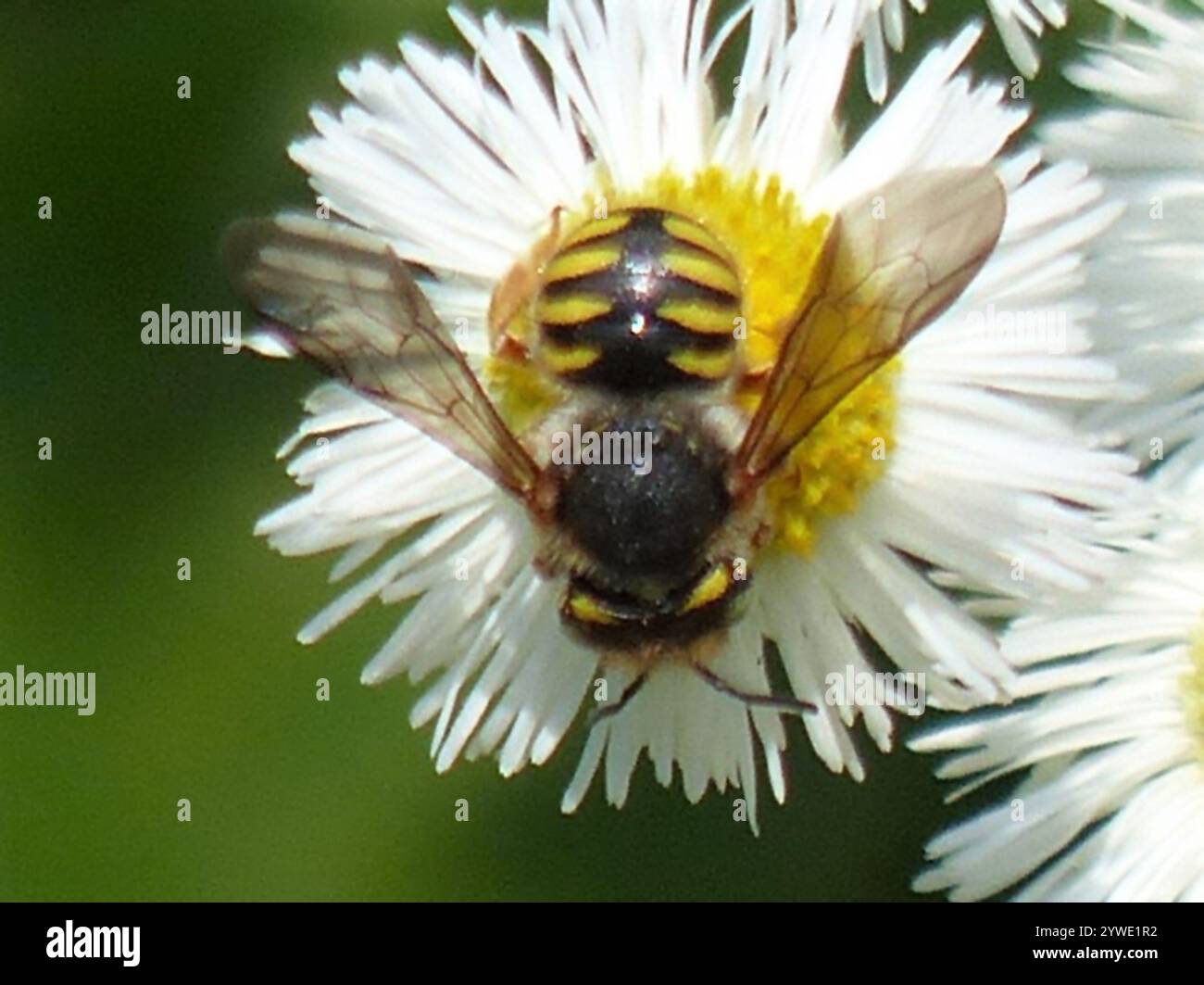Oblongatum hi-res stock photography and images - Alamy