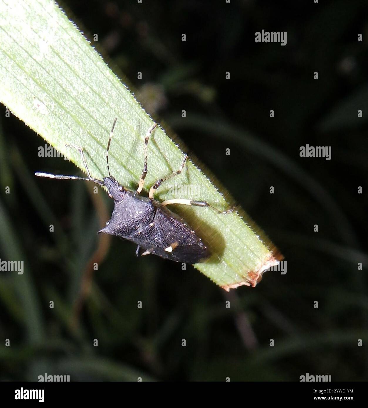 Black Stink Bug (Proxys punctulatus Stock Photo - Alamy