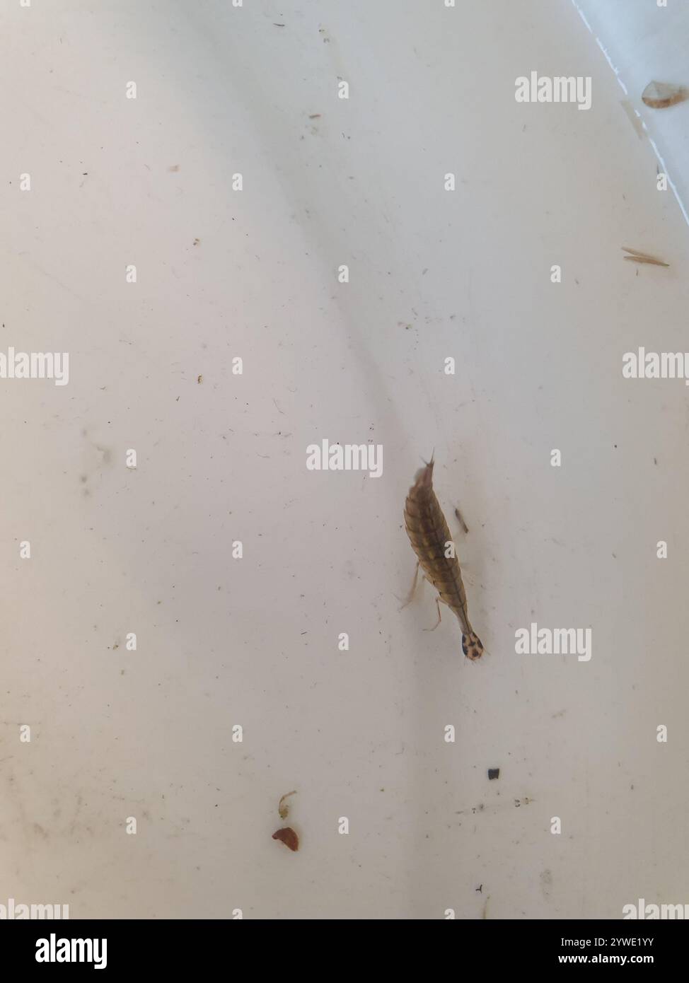 Lesser Diving-beetle (Acilius sulcatus Stock Photo - Alamy