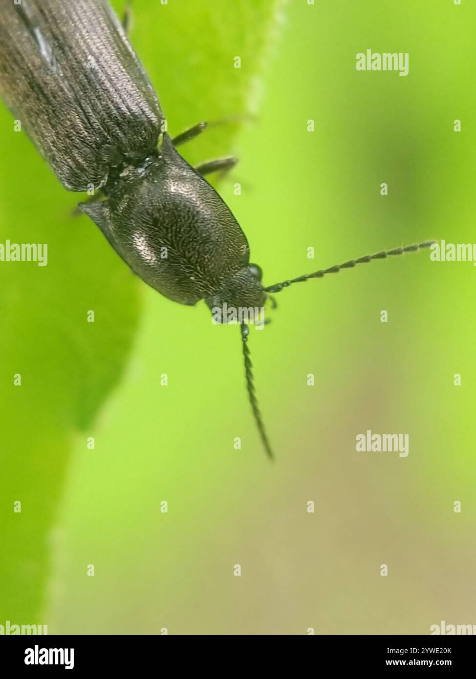 Click Beetles (Elateridae Stock Photo - Alamy
