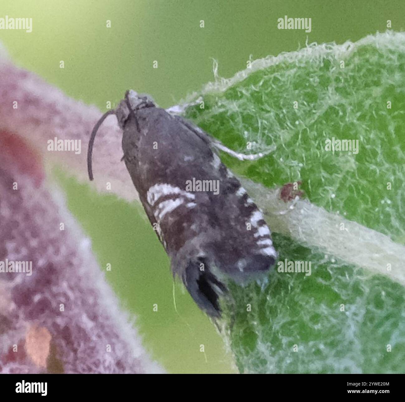 Clover Head Caterpillar Moth (Grapholita interstinctana Stock Photo - Alamy