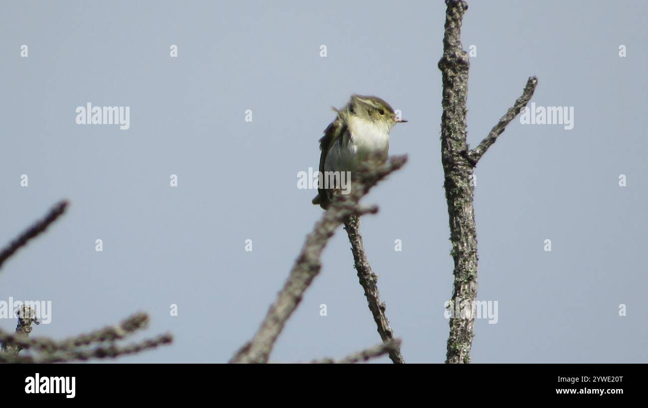 Greenish Warbler (Phylloscopus trochiloides Stock Photo - Alamy