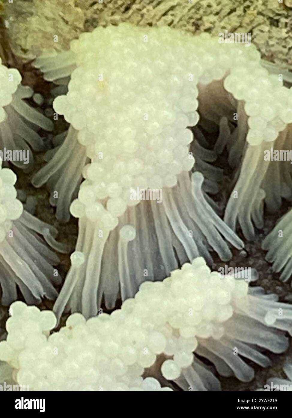 slime molds (Mycetozoa Stock Photo - Alamy