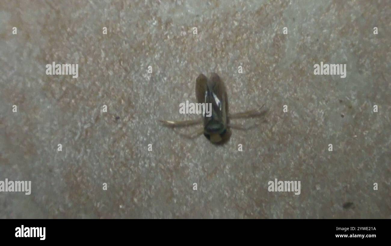 Water Boatmen (Corixidae Stock Photo - Alamy