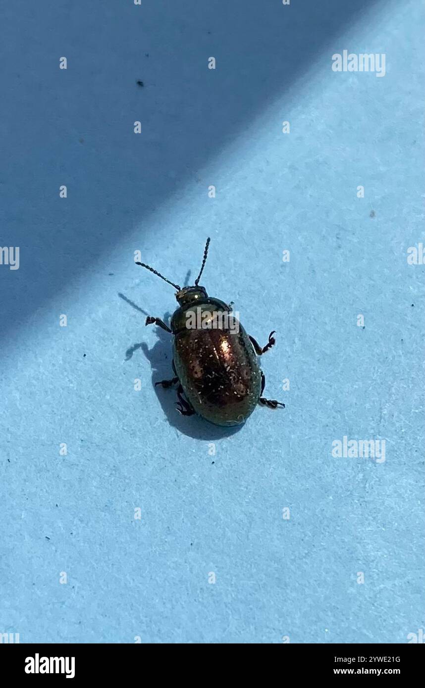Saint John's Wort Beetle (Chrysolina hyperici Stock Photo - Alamy