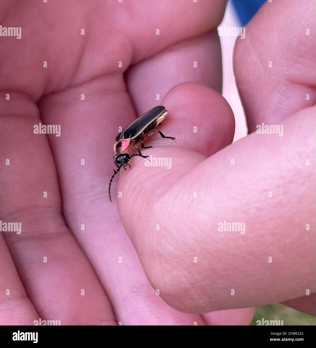 Common Eastern Firefly (Photinus pyralis Stock Photo - Alamy