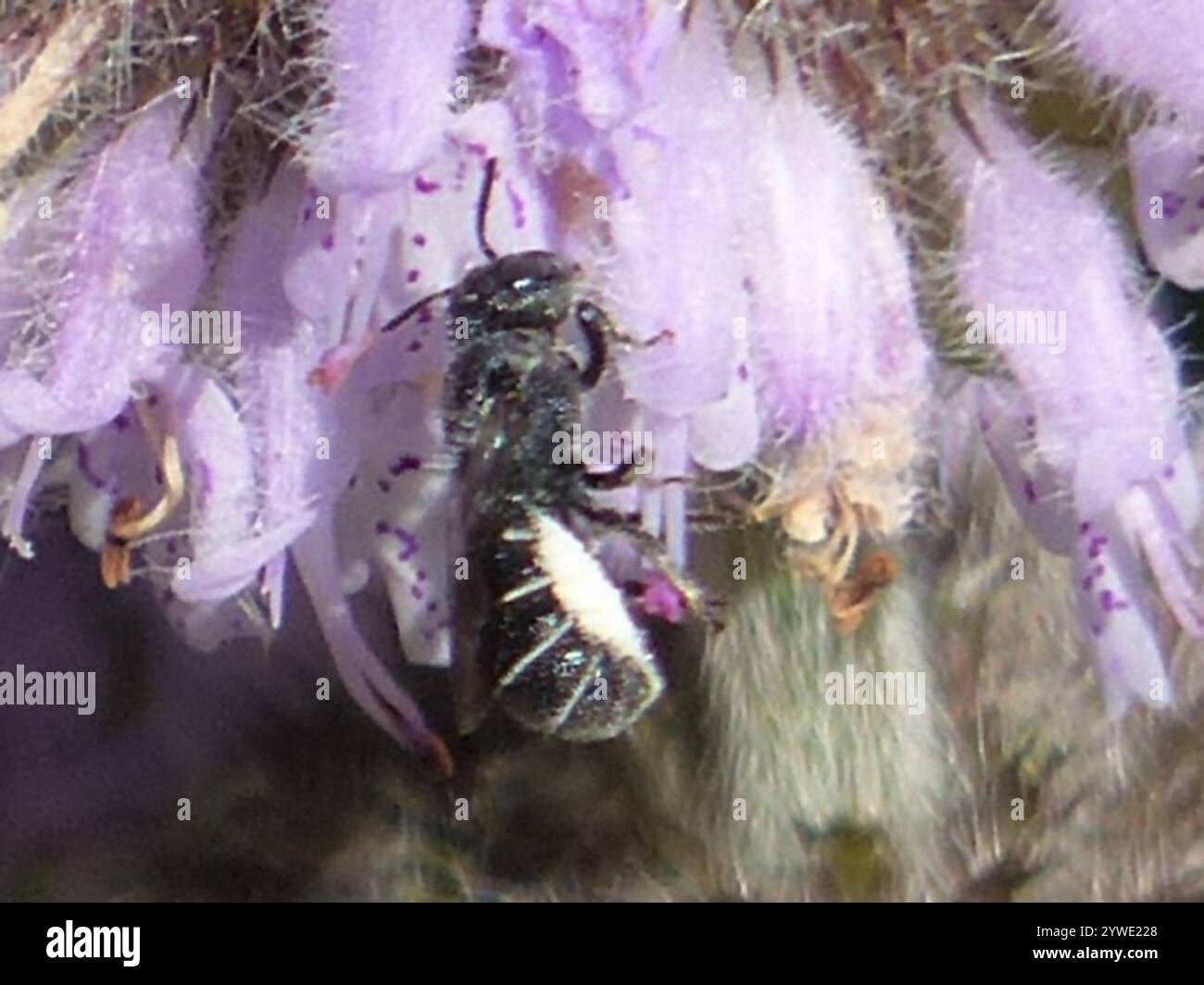 Armored-Resin bees (Heriades Stock Photo - Alamy