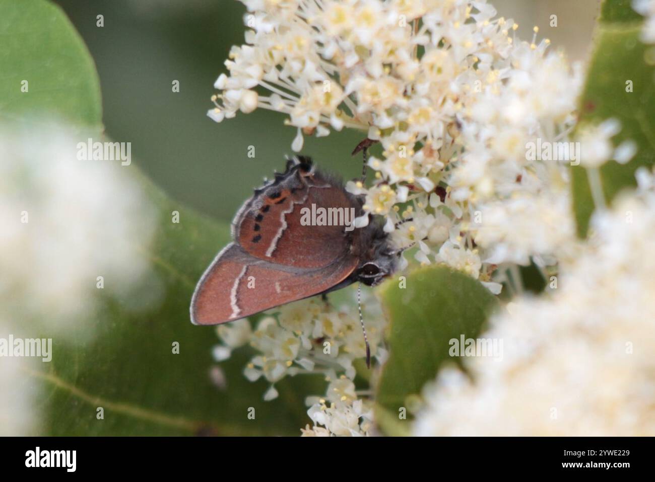 Callophrys spinetorum hi-res stock photography and images - Alamy