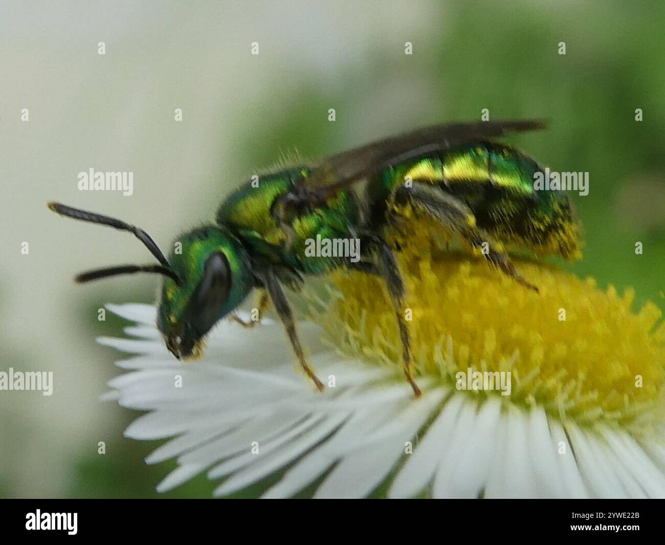 Augochlora pura hi-res stock photography and images - Alamy