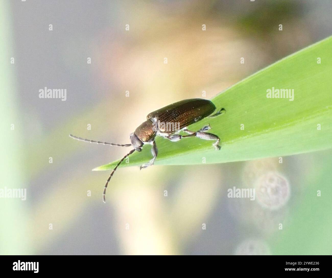 Grooved Leaf Beetle (Donacia semicuprea Stock Photo - Alamy