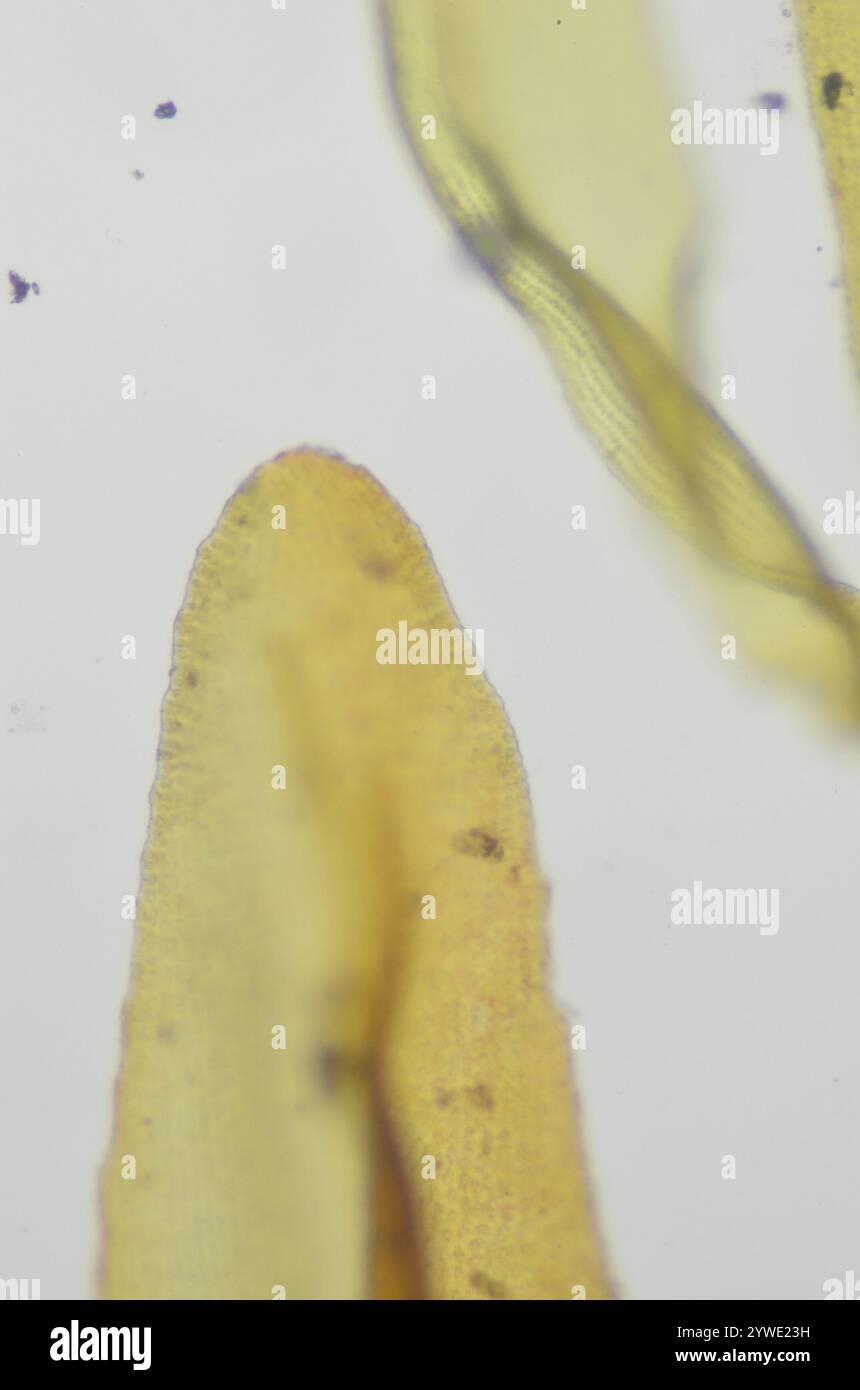 Yellow Fringe-moss (Racomitrium aciculare Stock Photo - Alamy