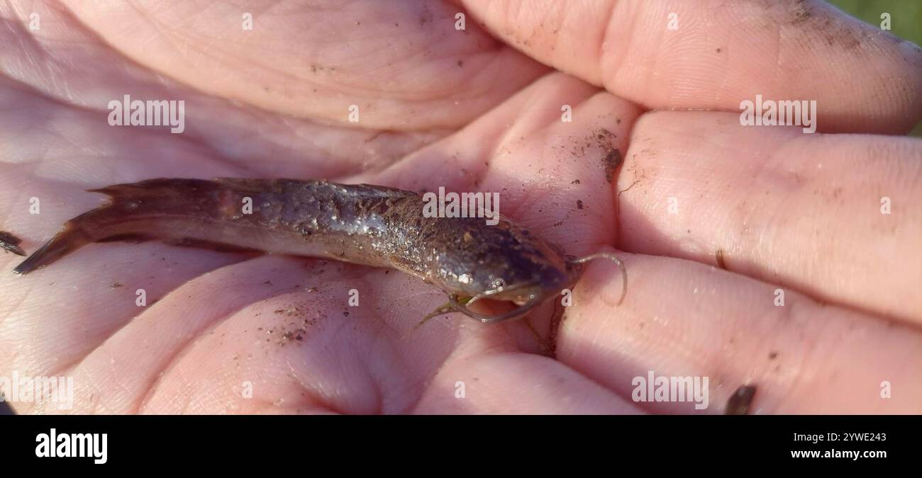 Walking Catfish (Clarias batrachus Stock Photo - Alamy
