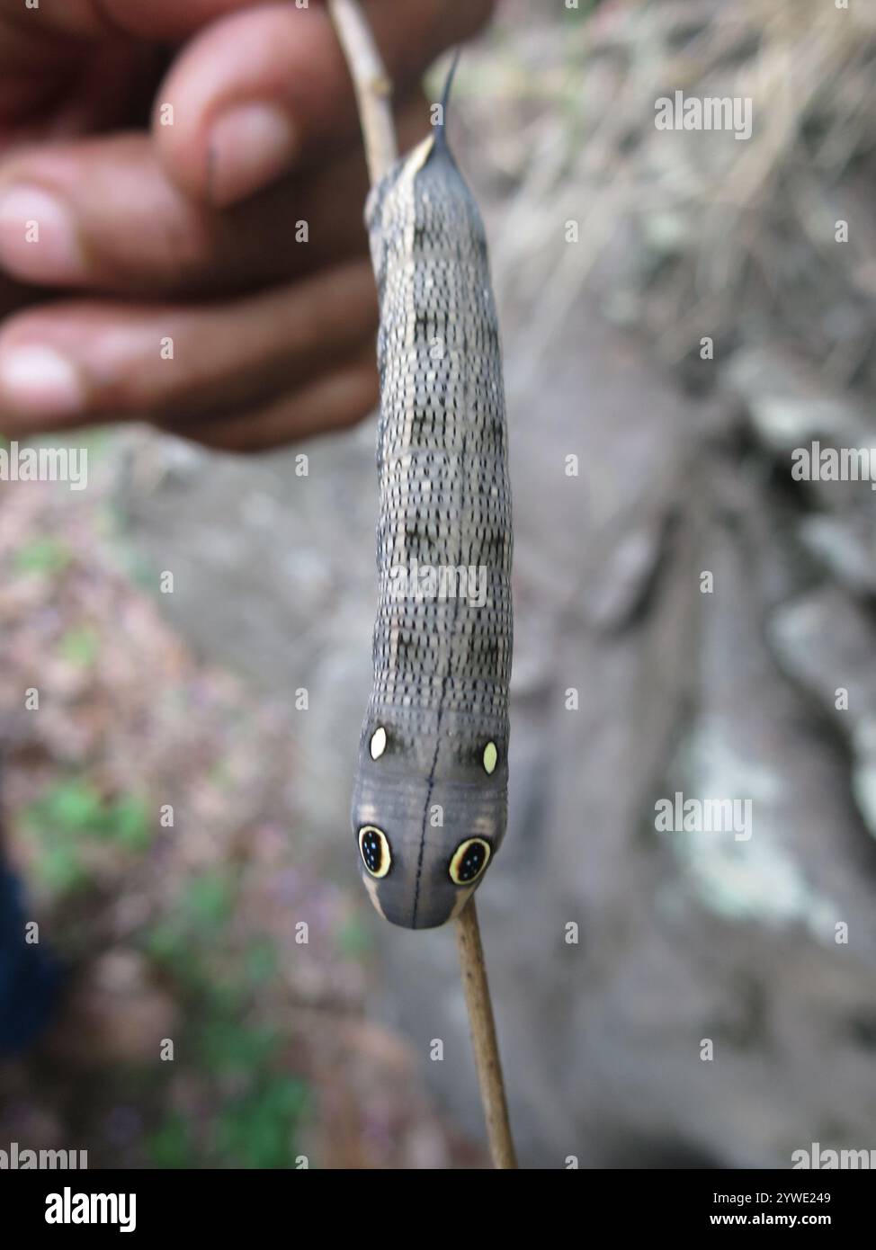 Vine Hawkmoth (Hippotion celerio Stock Photo - Alamy