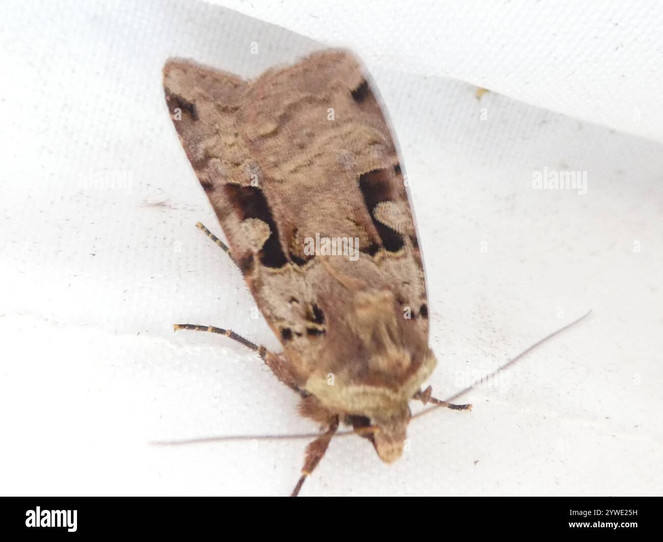 Double Square-spot (Xestia triangulum Stock Photo - Alamy