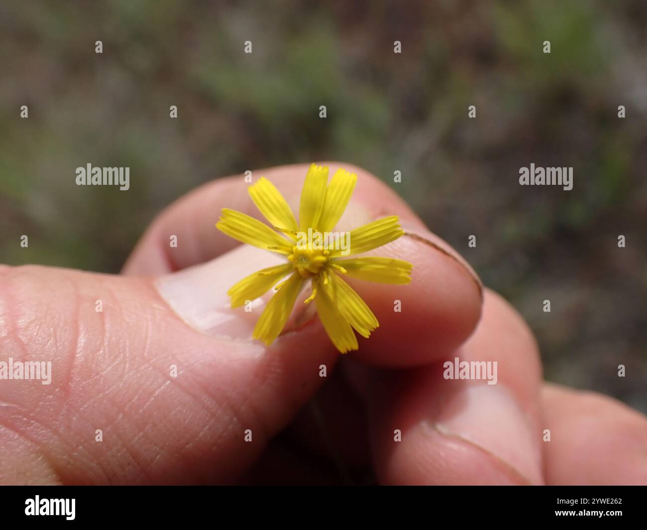 Lettuce, Chicory, Dandelion and Salsify Tribe (Cichorieae Stock Photo ...