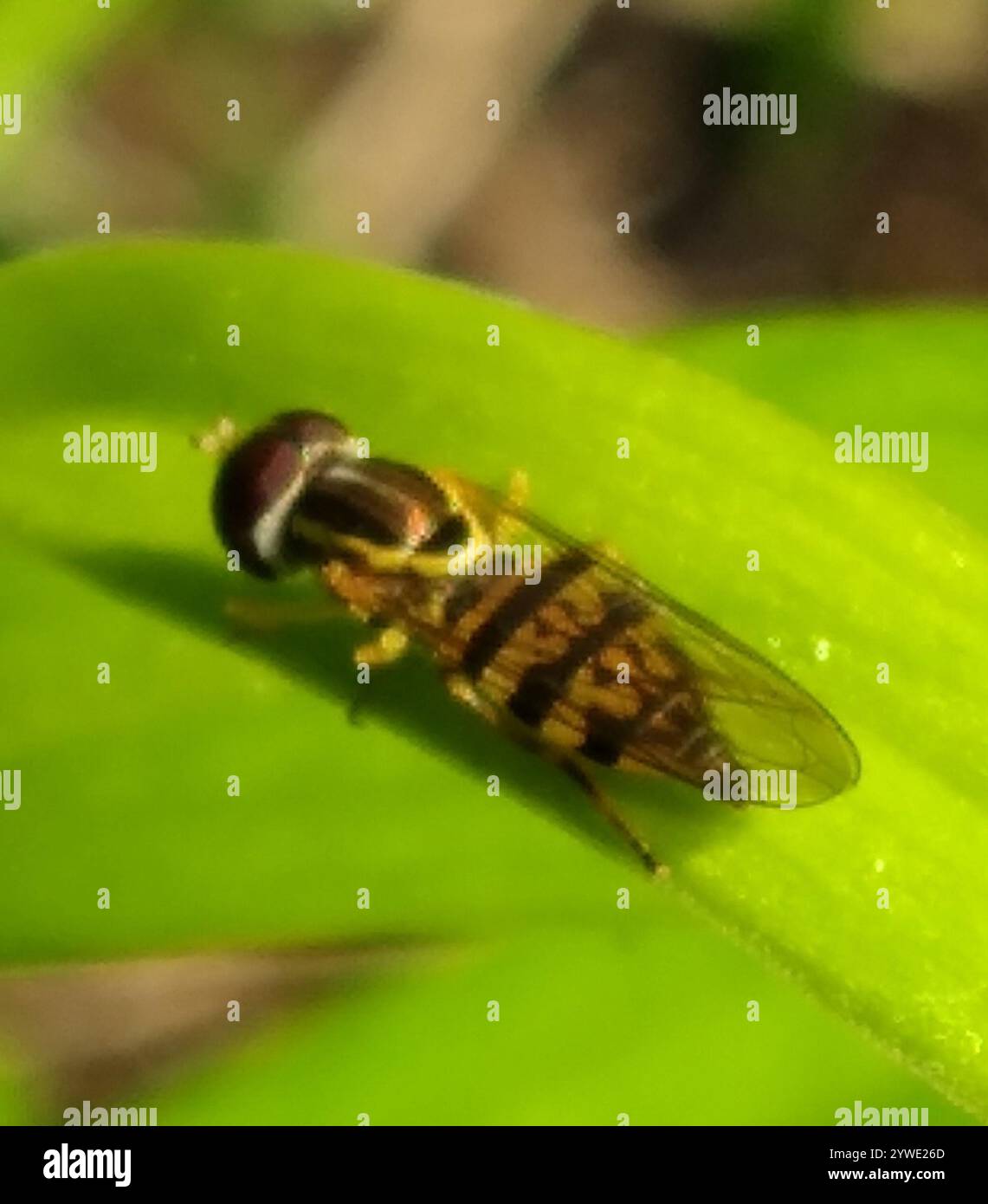 Eastern Calligrapher (Toxomerus geminatus Stock Photo - Alamy