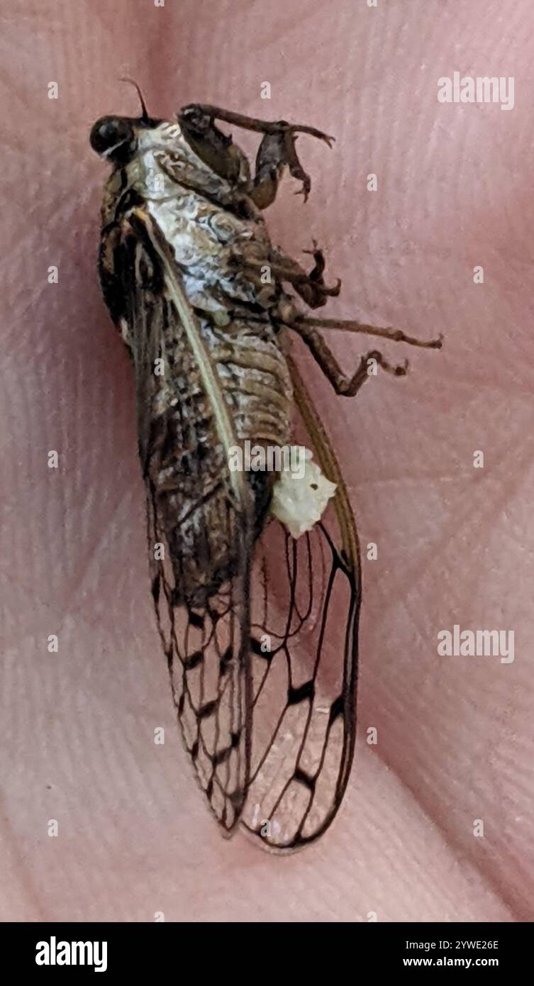 Little mesquite cicada (Pacarina puella Stock Photo - Alamy