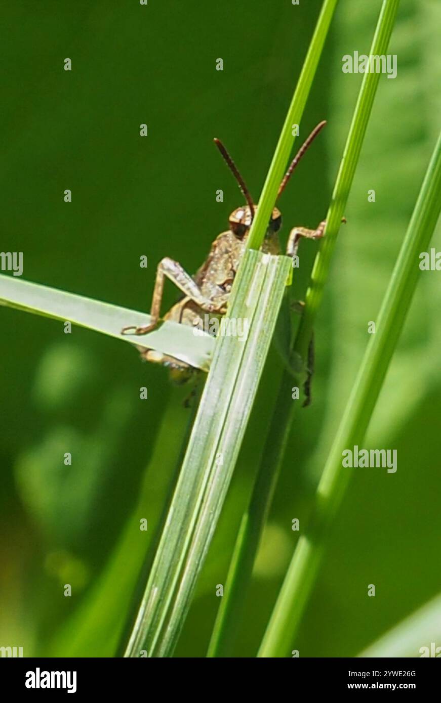 Green-striped Grasshopper (Chortophaga viridifasciata Stock Photo - Alamy