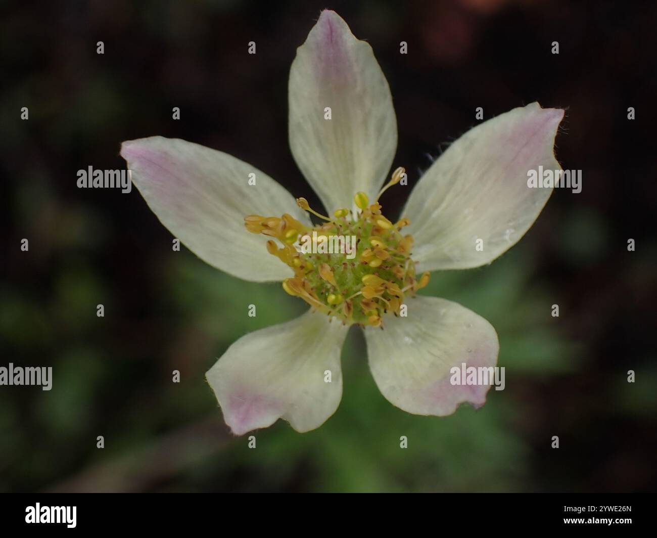 Cutleaf Anemone (Anemone multifida Stock Photo - Alamy