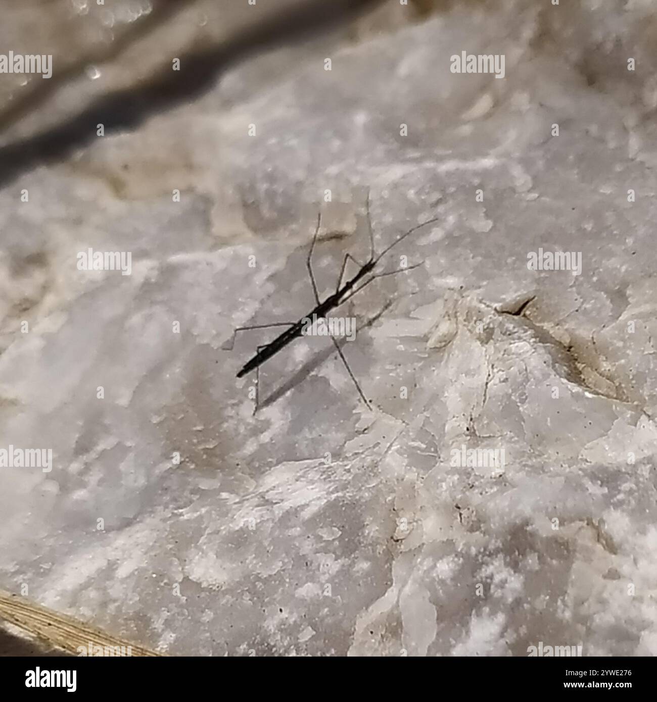 Hydrometra stagnorum hi-res stock photography and images - Alamy