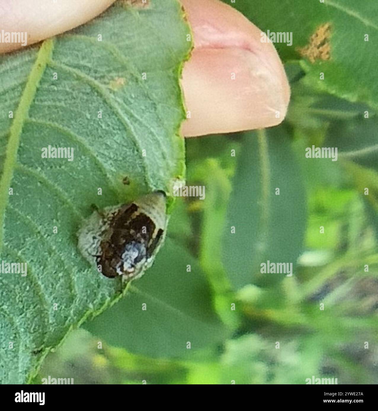 True Spittlebugs (Aphrophoridae Stock Photo - Alamy