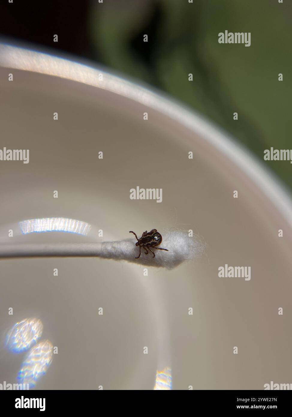 American Dog Tick (Dermacentor variabilis Stock Photo - Alamy