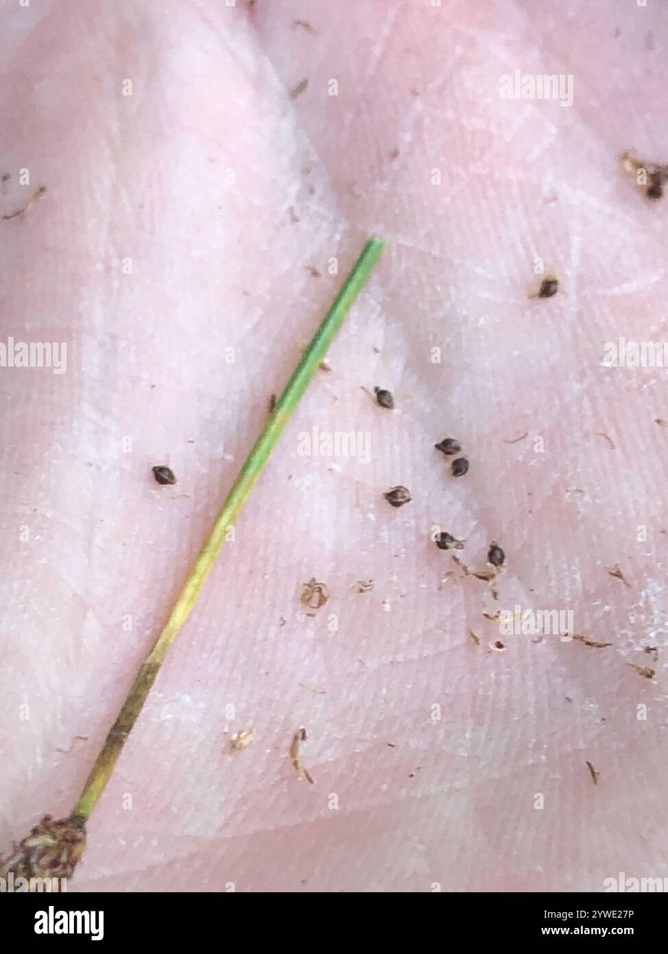 sand spikerush (Eleocharis montevidensis Stock Photo - Alamy