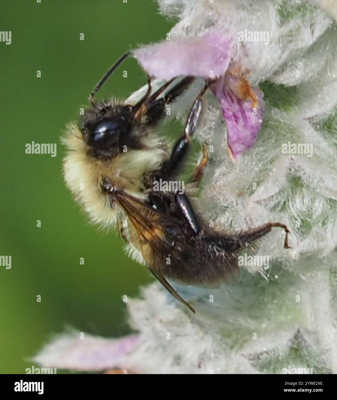 Two-spotted Bumble Bee (Bombus bimaculatus Stock Photo - Alamy